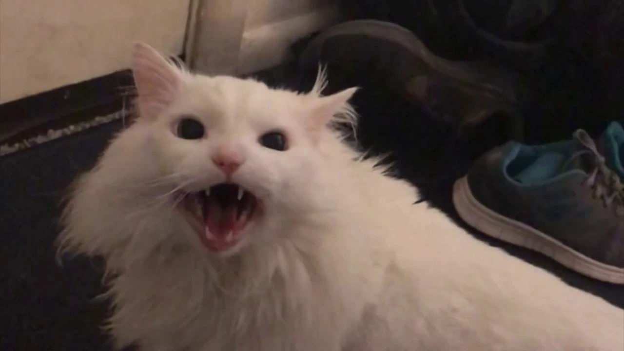 Kittone be like | Fandom