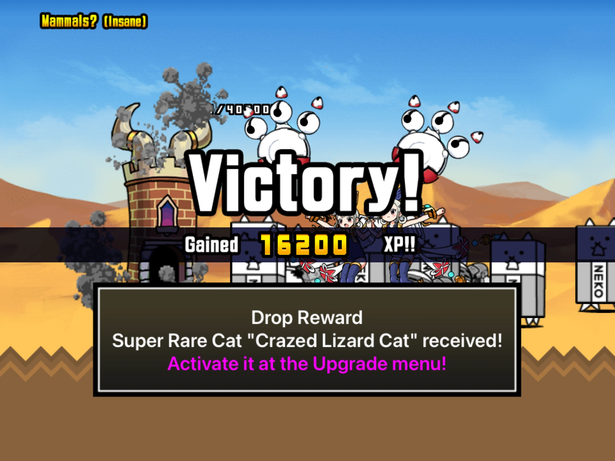 New crazed cat. | Fandom