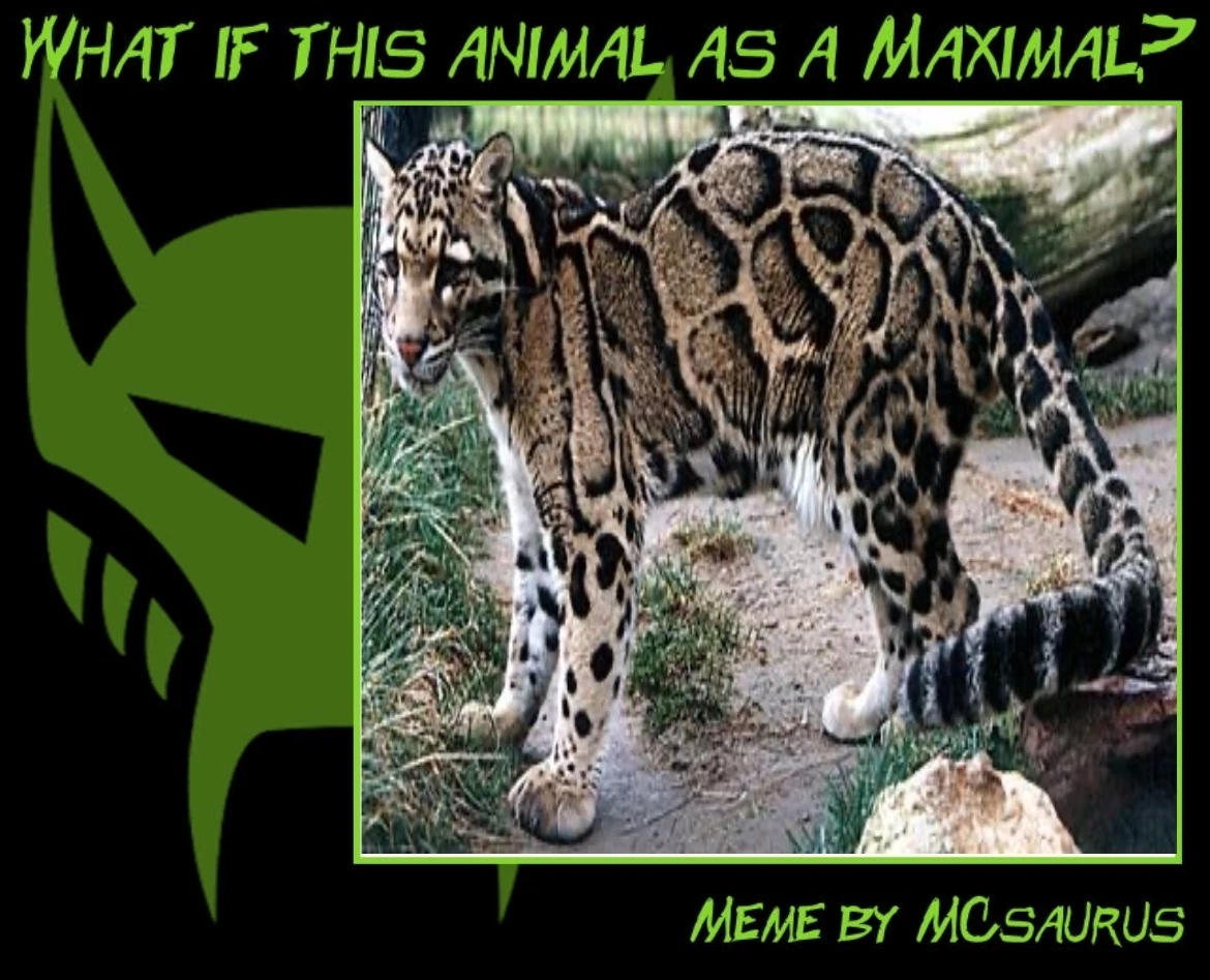 Clouded leopard as a maximal | Fandom