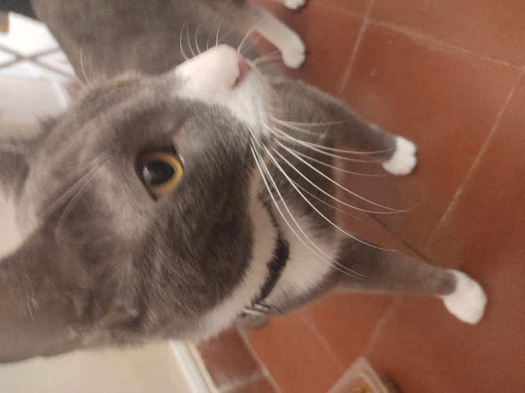 OMG GATO REVEAL!!!!! | Fandom