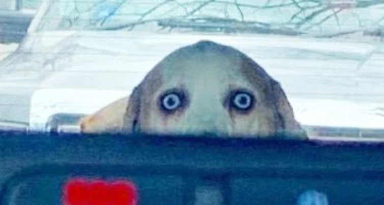 Guys what’s the origin of this phase? | Fandom