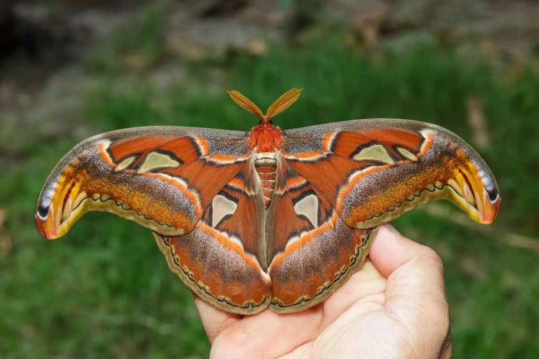flutter skin idea: atlas moth | Fandom