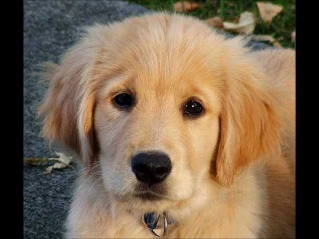 PUPPY TIME | Fandom