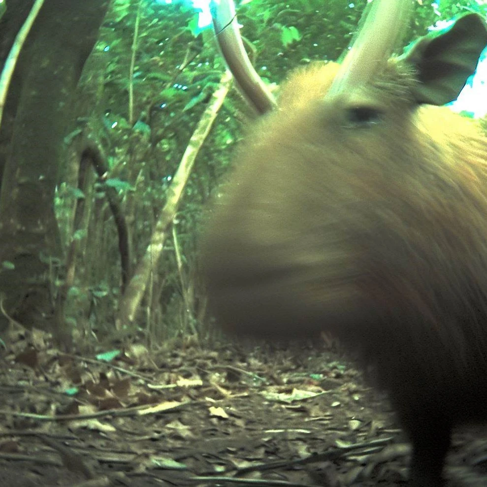 An image of horned rats caught on a trailcam | Fandom