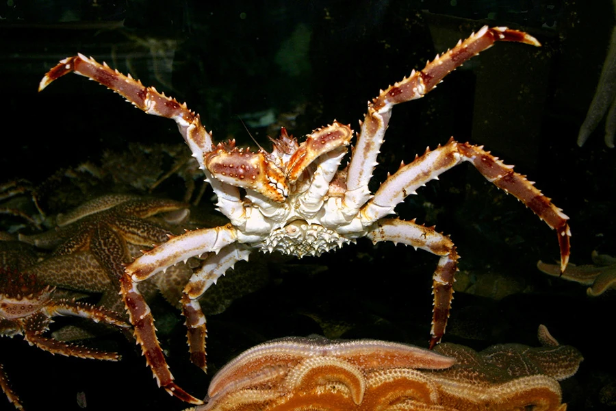 Goliath Crabs In The Ceiling. | Fandom