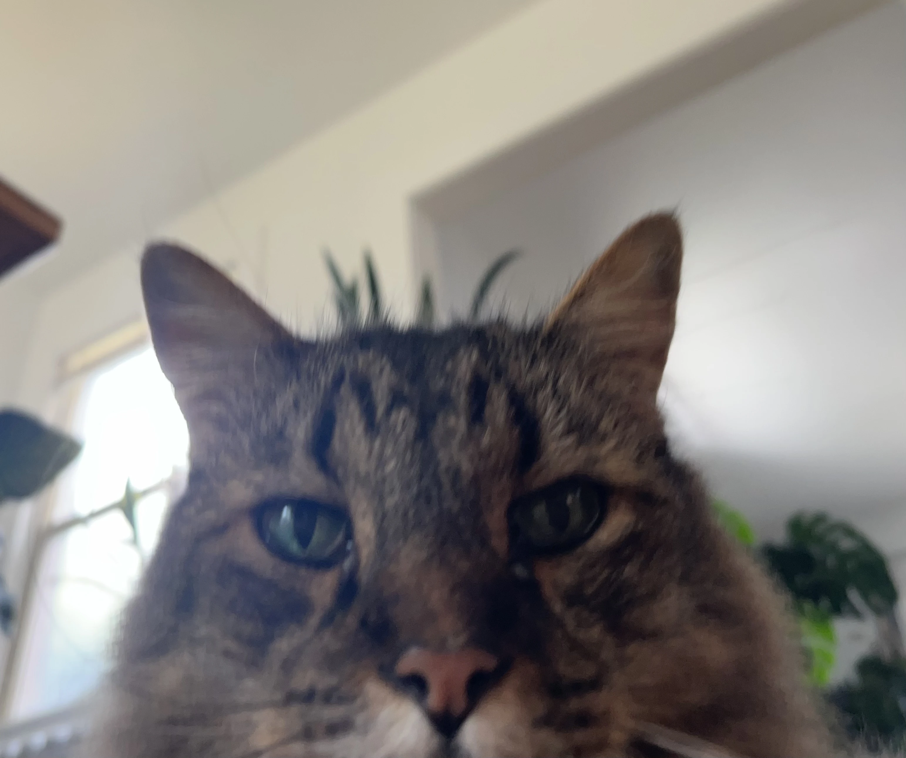 he was born without a brain | Fandom