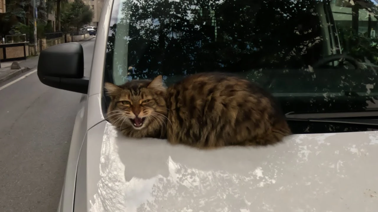 The combatants of your most wanted MUs come across this cat, what will ...