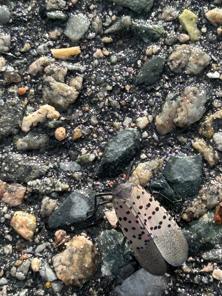 Will you become a magical girl with me. | Fandom