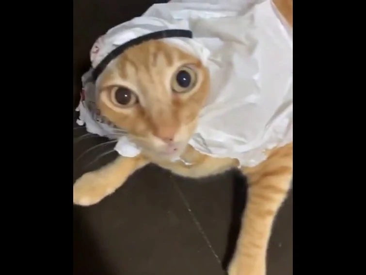 I found out who will be Osama Bin Laden in my history recreation | Fandom