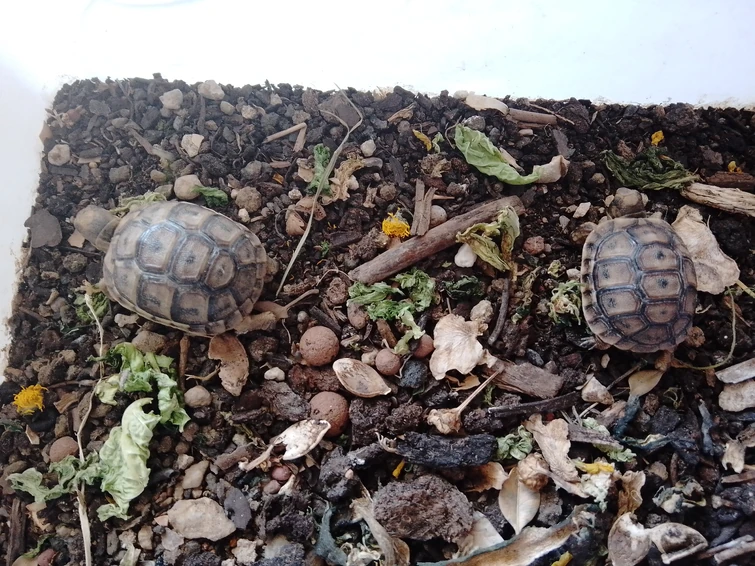 🐢 | Fandom