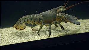 Leon the lobster | Fandom