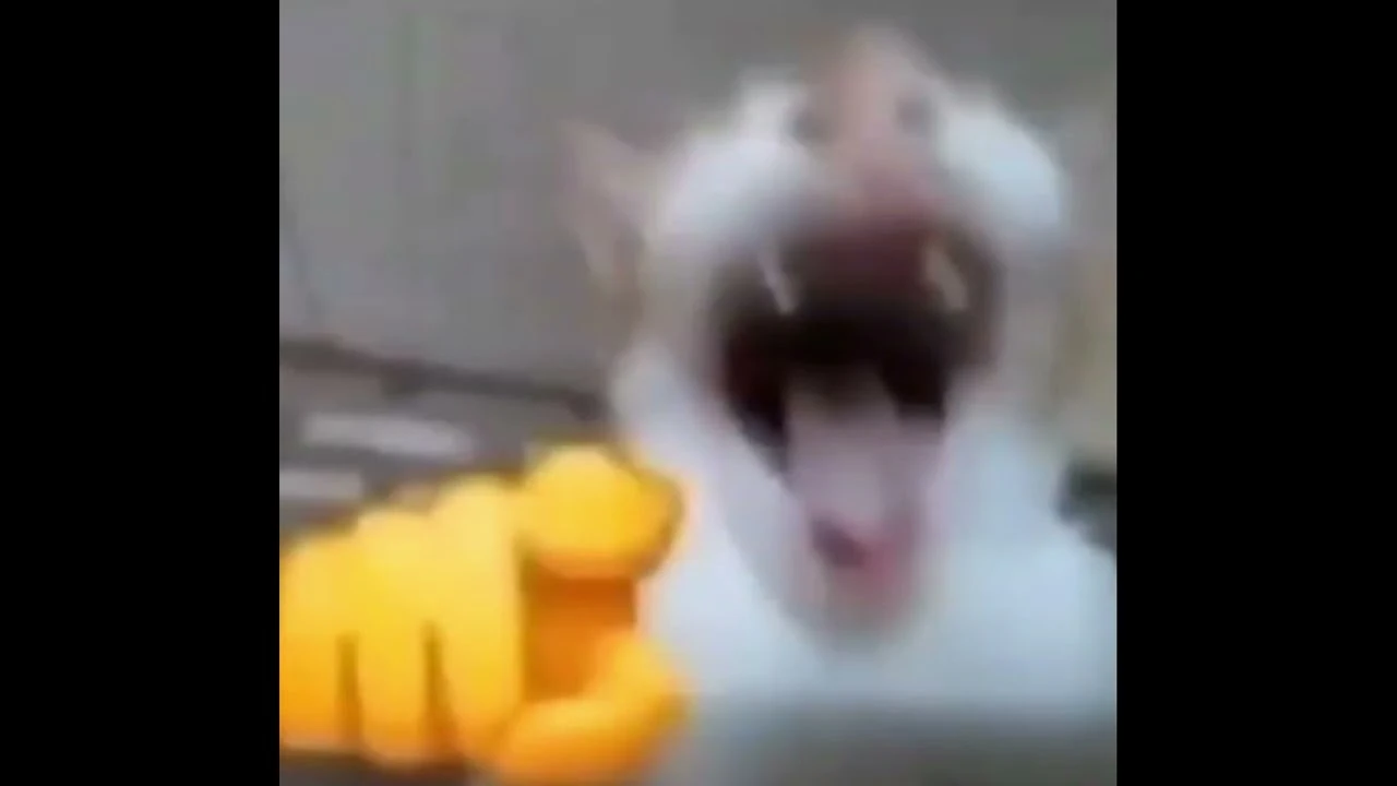 This cat thinks you're a loser | Fandom