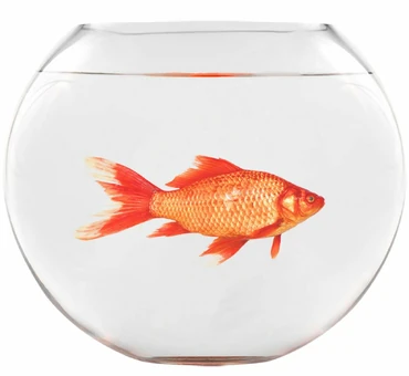 Discuss Everything About Prodigy Game Wiki | Fandom