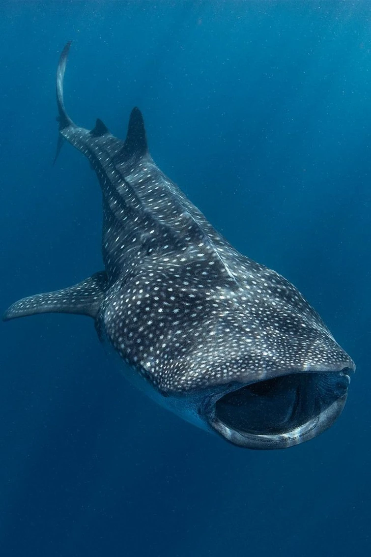 Whale shark in Adopt Me! when | Fandom