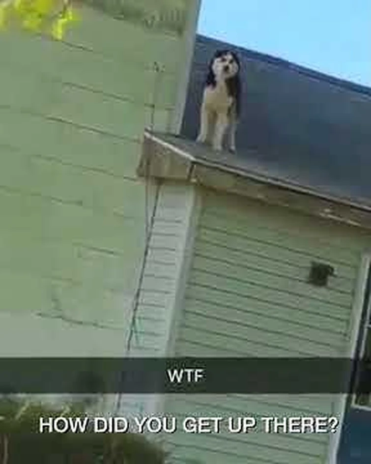 HOW DID YOU GET UP THERE?! | Fandom