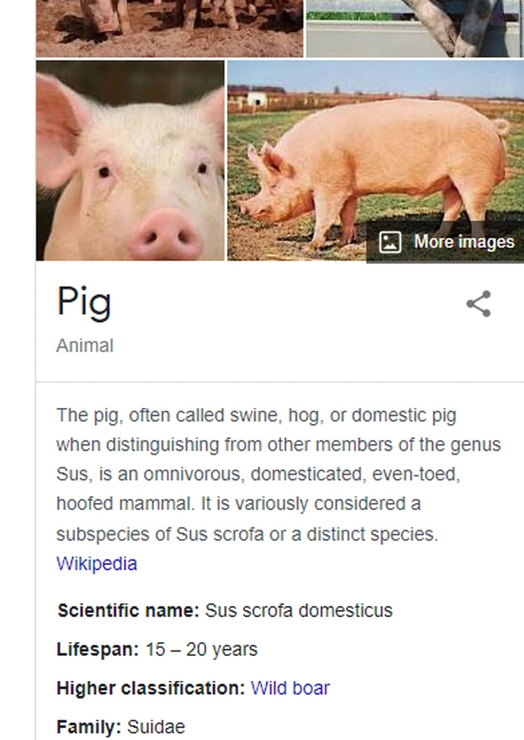 pig=sus | Fandom