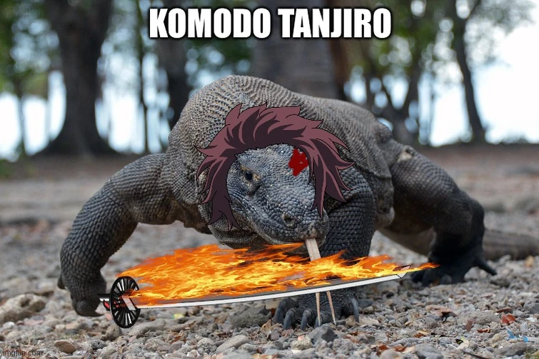 Komodo Tanjiro | Fandom