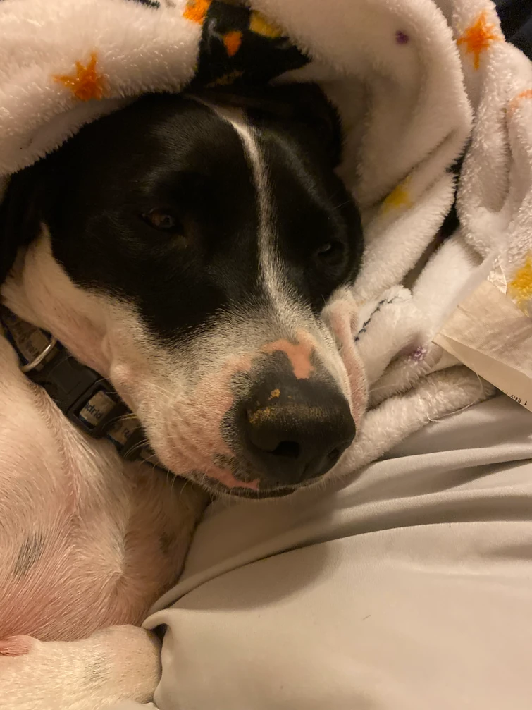 Pet thread! | Fandom