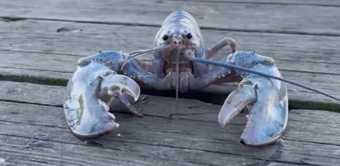 polymonstrum redesign | Fandom