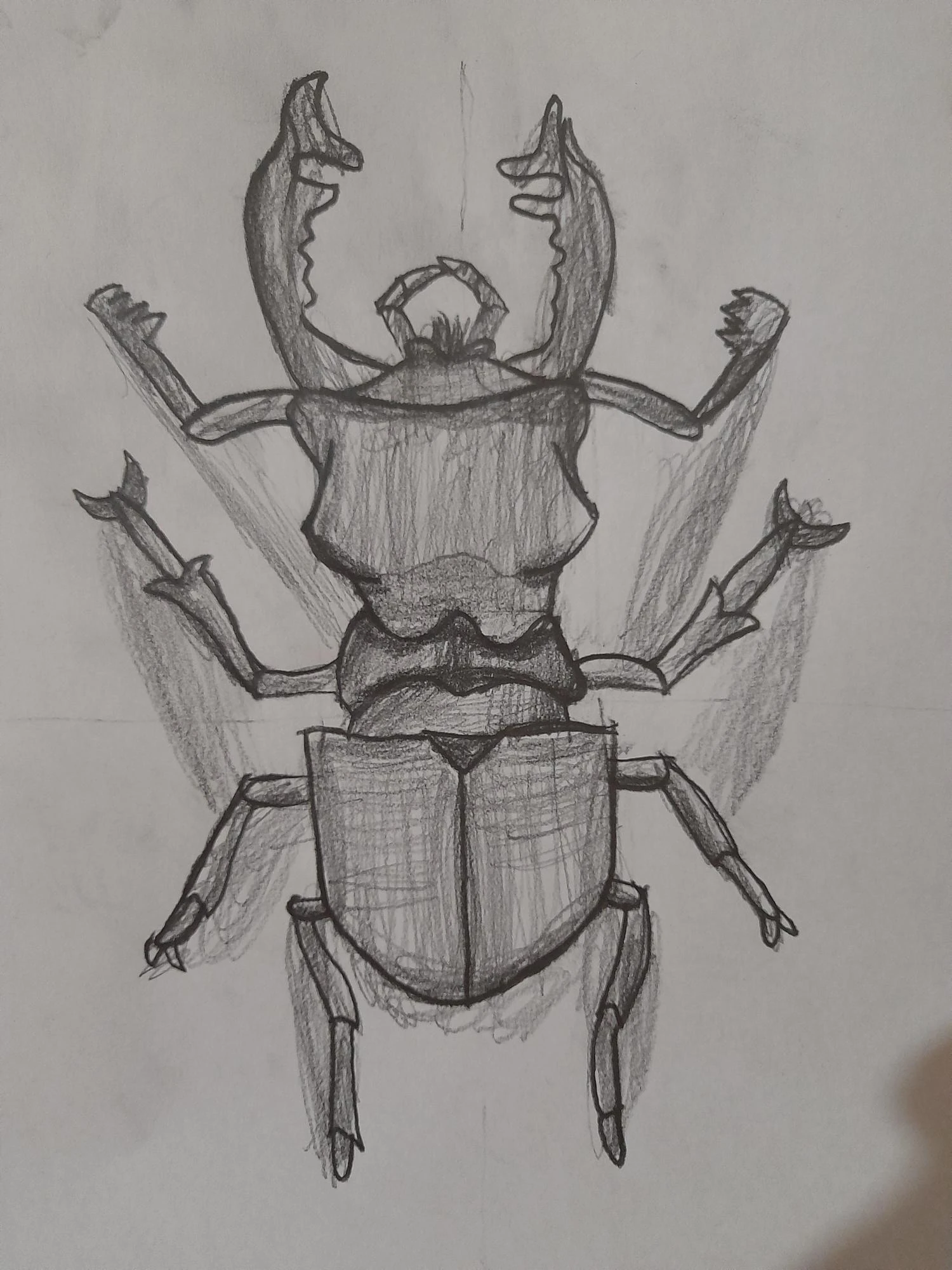 My sketch of a Stag Beetle | Fandom