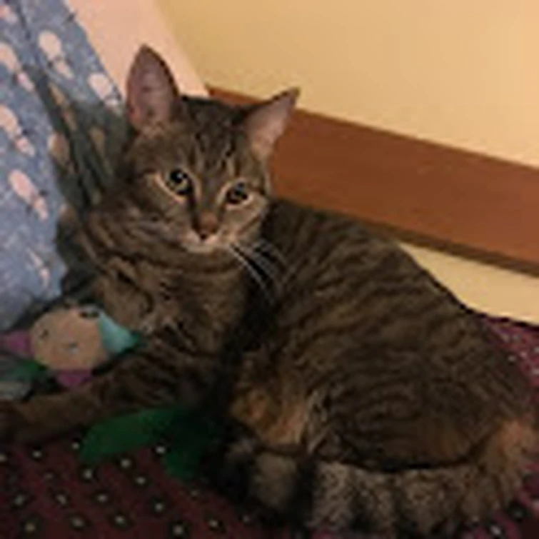 New cat added to the arsenal | Fandom