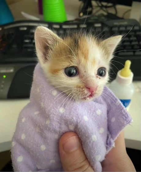 pink uh oh skywing basefill | Fandom