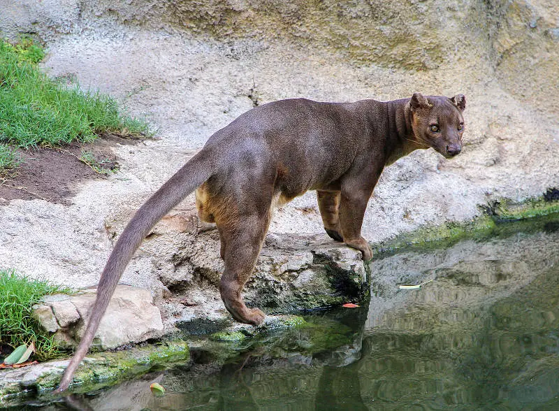 Fossa Fun Facts | Fandom