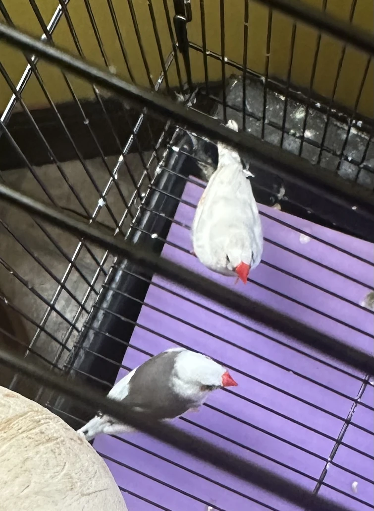 Hi yall “again” (heh wonderblocks) | Fandom