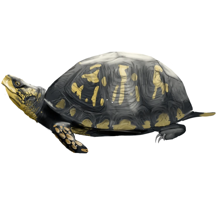 you turtle-lly should paddle over and see this art! (Upvotes ...