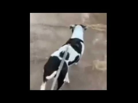 sideways dog | Fandom