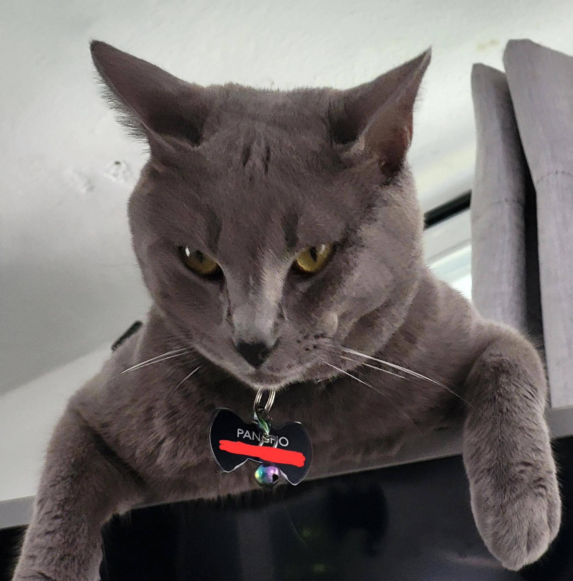 My cat looks like he is planning something | Fandom