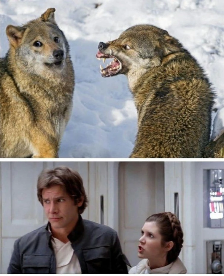 "Why, you stuck up, half-witted, scruffy-looking nerf herder!" | Fandom