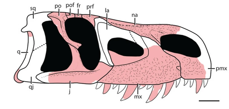 Underrated triassic Rauisuchid | Fandom