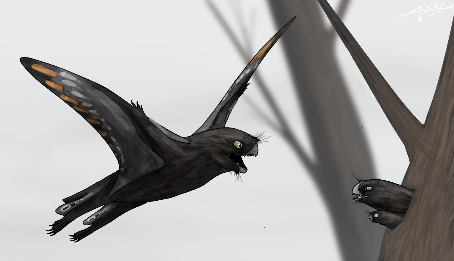 Anurognathus ammoni drawing | Fandom