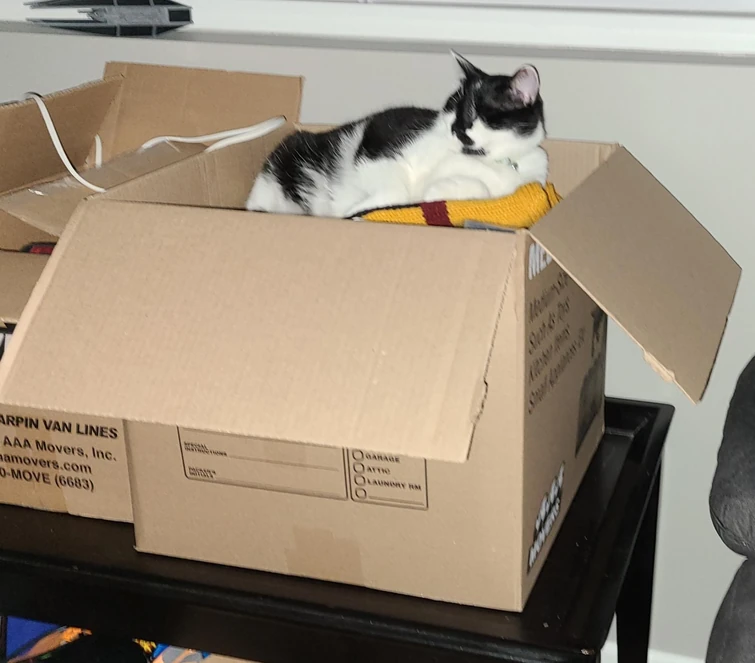 Why is my cat sleeping in a box full off stuff | Fandom
