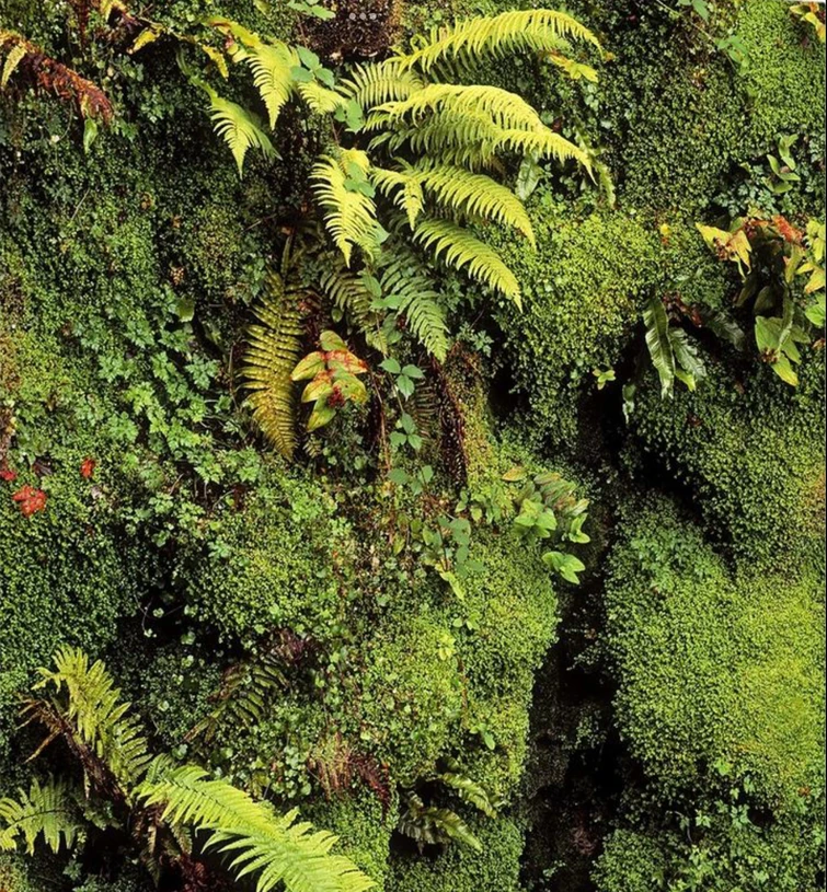 GIVING YOU A TYPE OF MOSS BASED OFF YOUR FAVOURITE CREATURE | Fandom