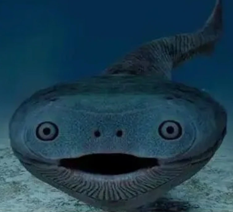 "stare fish"- 🌙💠 | Fandom