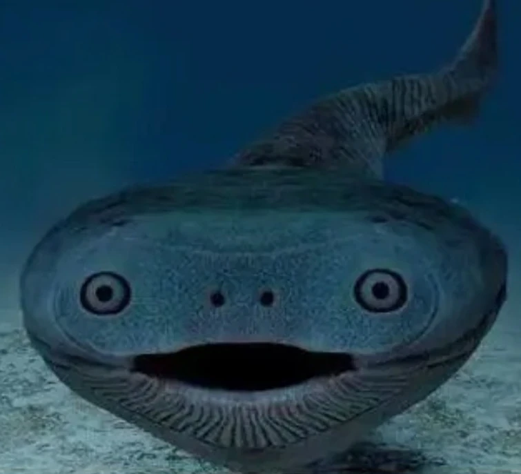 "stare fish"- 🌙💠 | Fandom