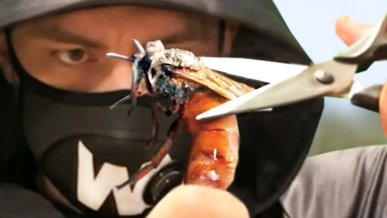 If Humanity can control+tame Earth's wildlife. Might be able to do the ...