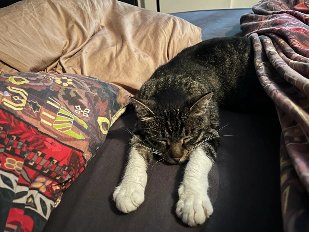 Daily Cat Image #682 | Fandom
