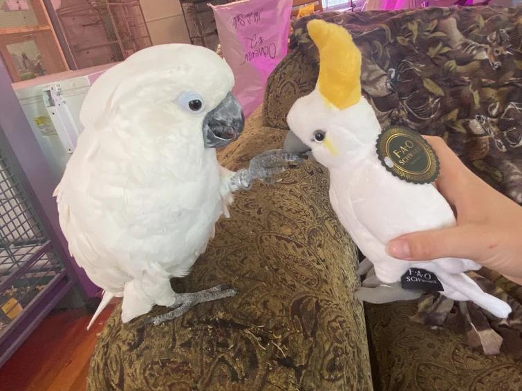 Discuss Everything About Adopt Me! Wiki | Fandom