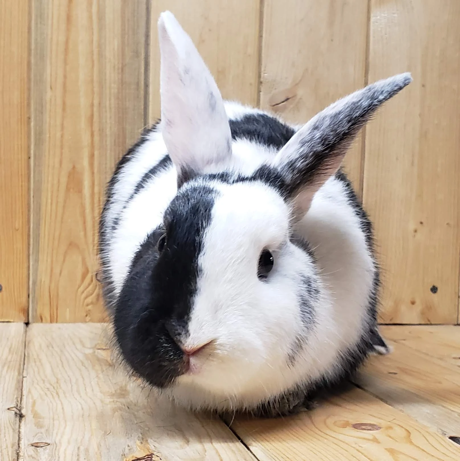 Blitzercup and Fish-smart Dominic in real life | Fandom