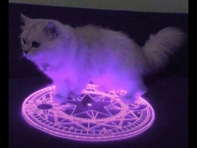 Who+Boo kitty's theme | Fandom