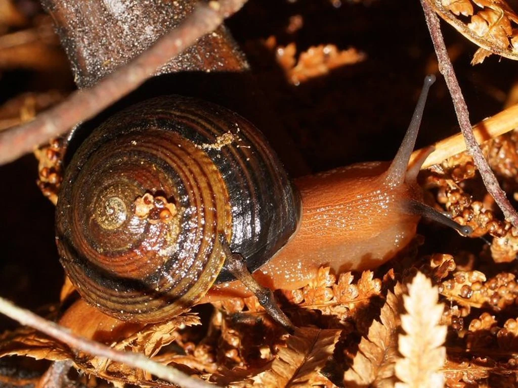 introduction | Fandom