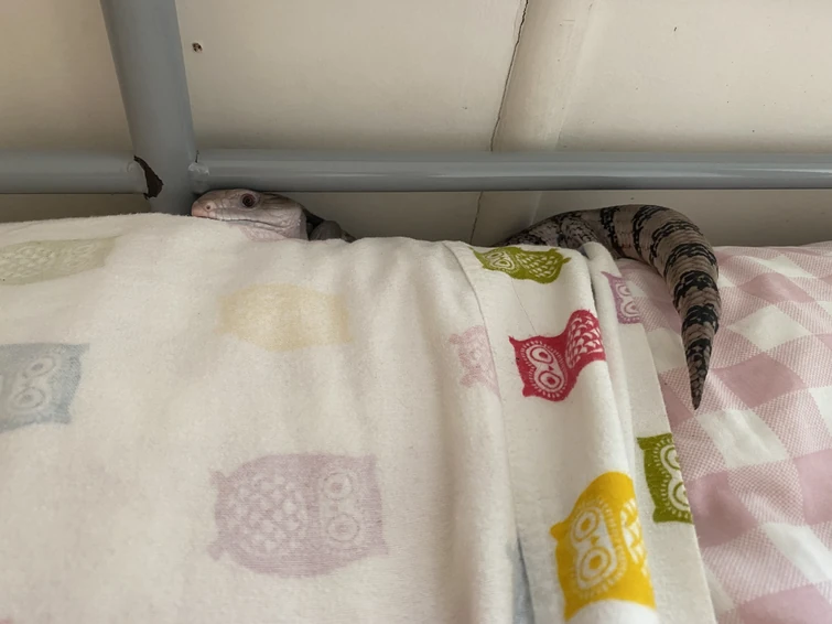 Would anyone mind donating some braincells to my lizard 😭 | Fandom
