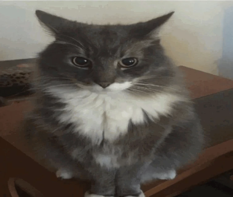 I ran outta images to make gnarp gnarp cat with. Pls send ideas!!! Also ...