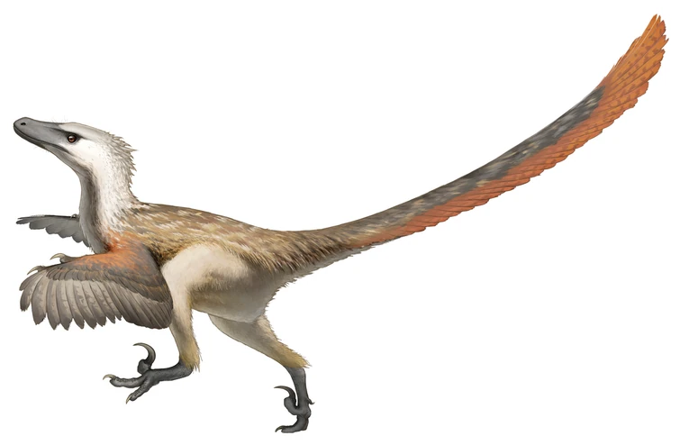 Dromaeosaur idea: Velociraptor | Fandom