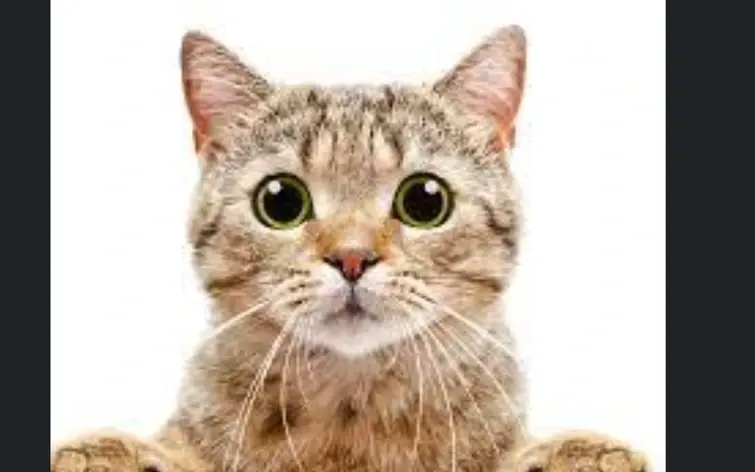 Discuss Everything About Wings of Fire Wiki | Fandom