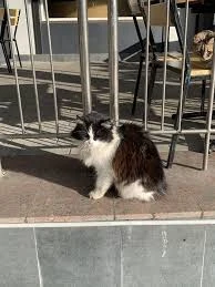 Welcome Mari the cat | Fandom