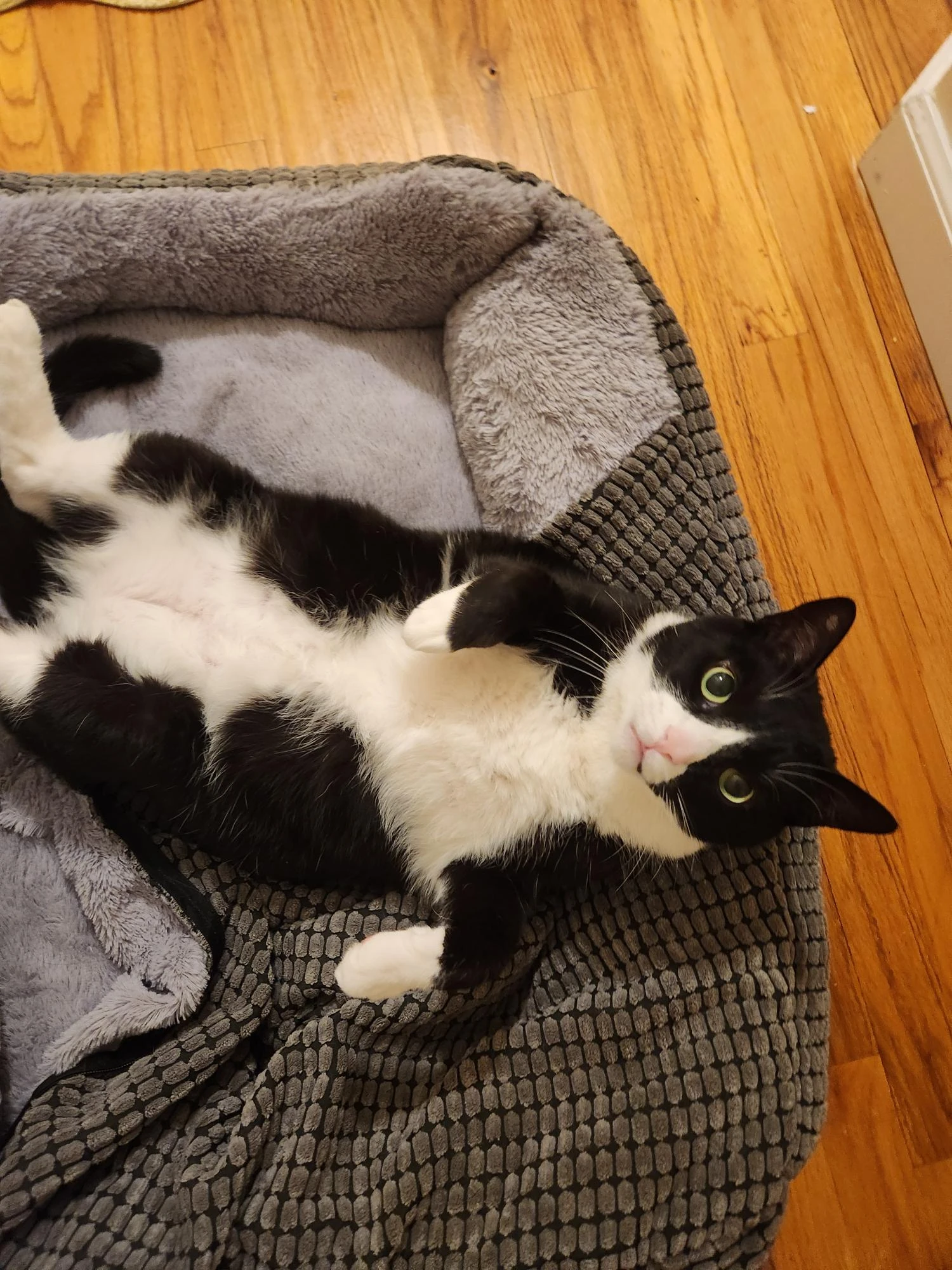 This is me irl 😼 | Fandom